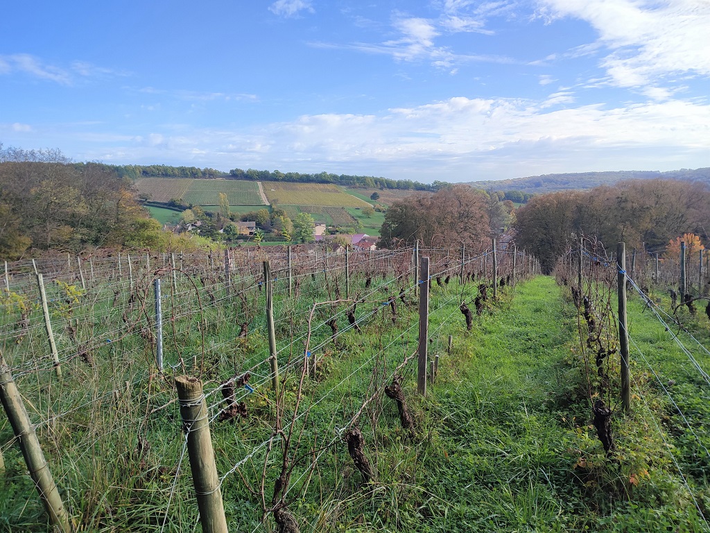 Pierre Mang - Grain cave à vin